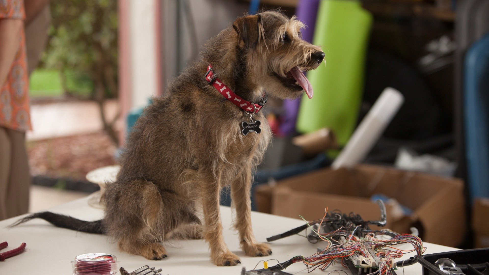 Môj pes robot - Sledujte celý film online | Voyo